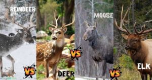 Reindeer Vs Deer Vs Moose Vs Elk: A Comparative Guide to Discovering ...