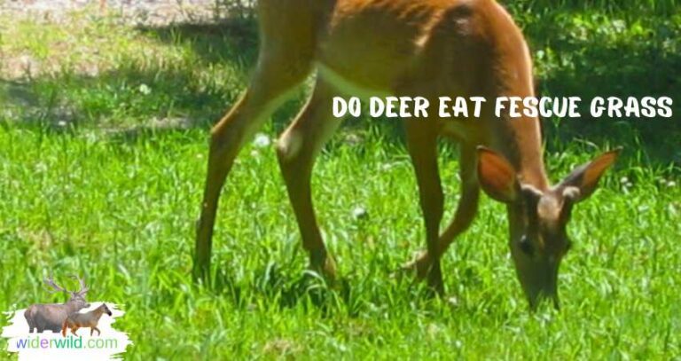 Do Deer Eat Fescue Grass? - Explore the Best Outdoor Gear, Animal ...