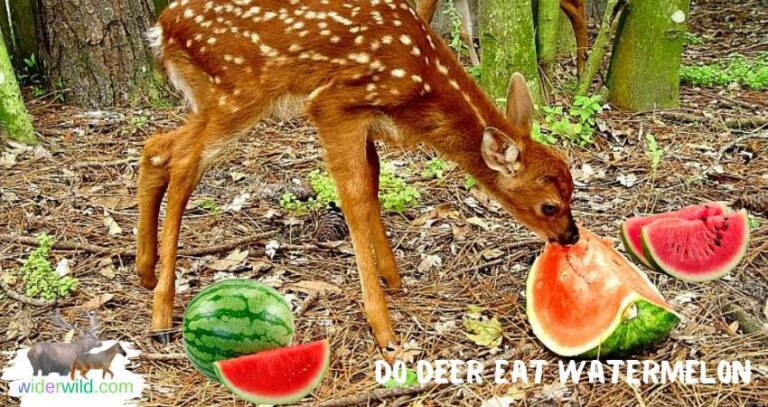 Do Deer Eat Watermelon? - Explore the Best Outdoor Gear, Animal Guides ...
