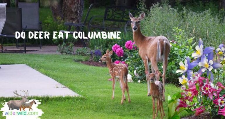 Do Deer Eat Columbine