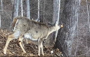Do Deer Eat Popcorn? Unconventional Snacking Habits of Deer - Explore ...