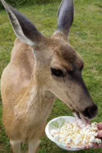 Do Deer Eat Popcorn? Unconventional Snacking Habits of Deer - Explore ...