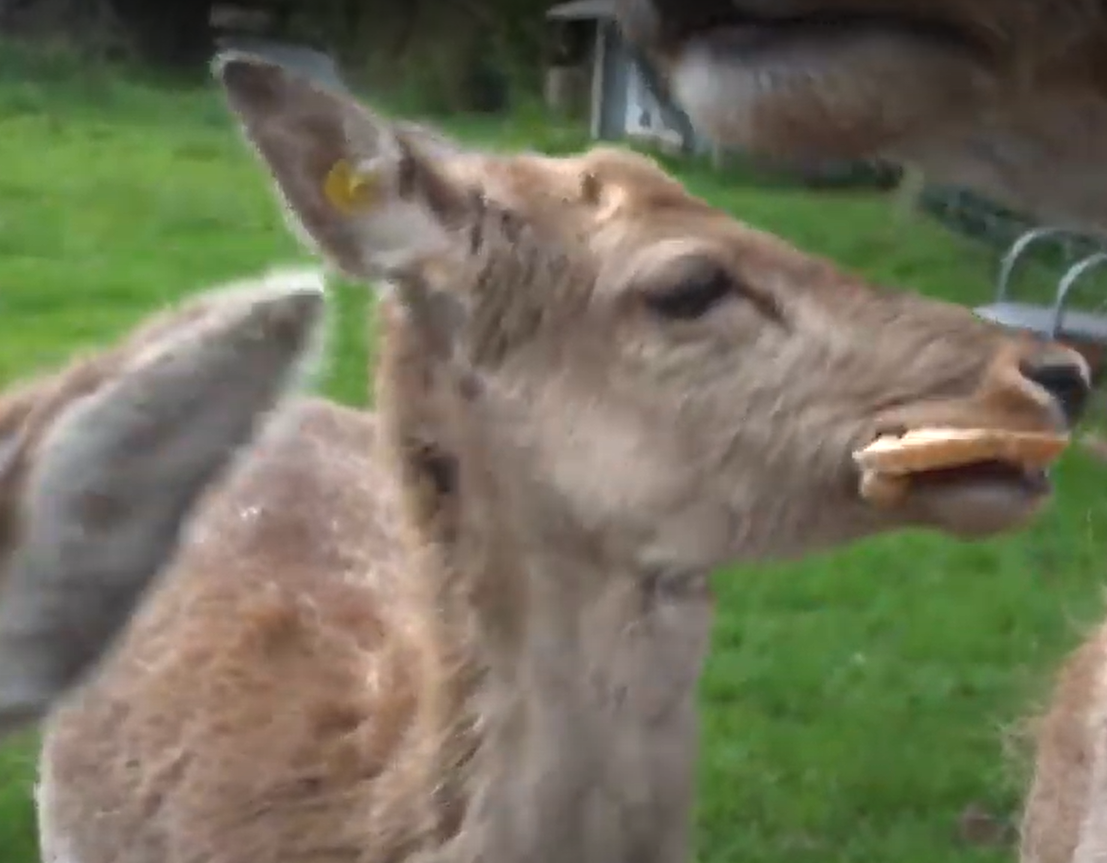 Can Deer Eat Bread? - Explore the Best Outdoor Gear, Animal Guides, and ...