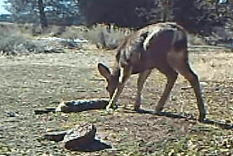 Do Deer Eat Rabbits? - Explore the Best Outdoor Gear, Animal Guides ...