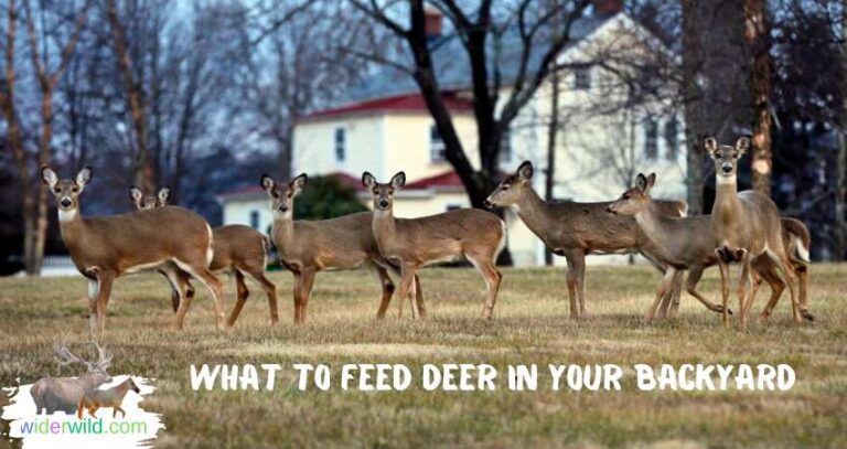 What to Feed Deer in Your Backyard? - Explore the Best Outdoor Gear ...