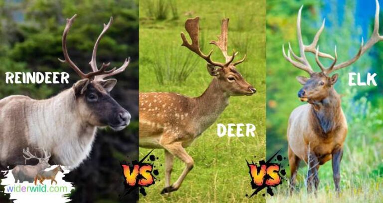 Reindeer Vs Deer Vs Elk: Untangling the Majestic Giants - Explore the ...