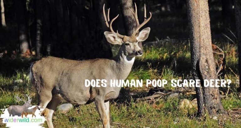 Does Human Poop Scare Deer? - Explore the Best Outdoor Gear, Animal ...