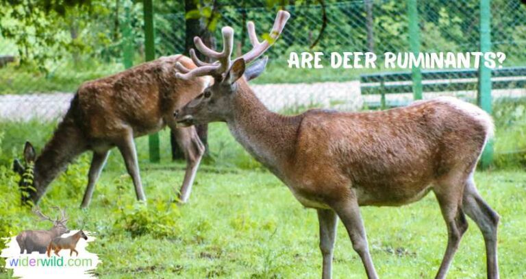 Are Deer Ruminants? Understanding Their Digestive System - Explore the ...