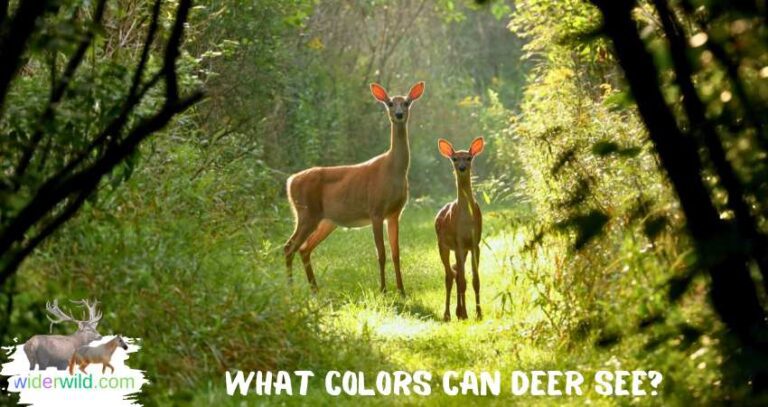 What Colors Can Deer See? Insights into Deer's Color Perception ...