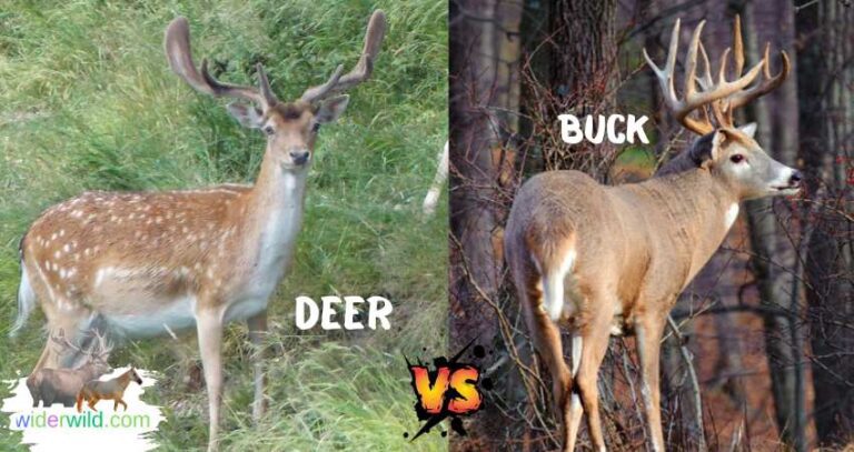 Deer Vs Buck: The Ultimate Clash of Dominance - Explore the Best ...