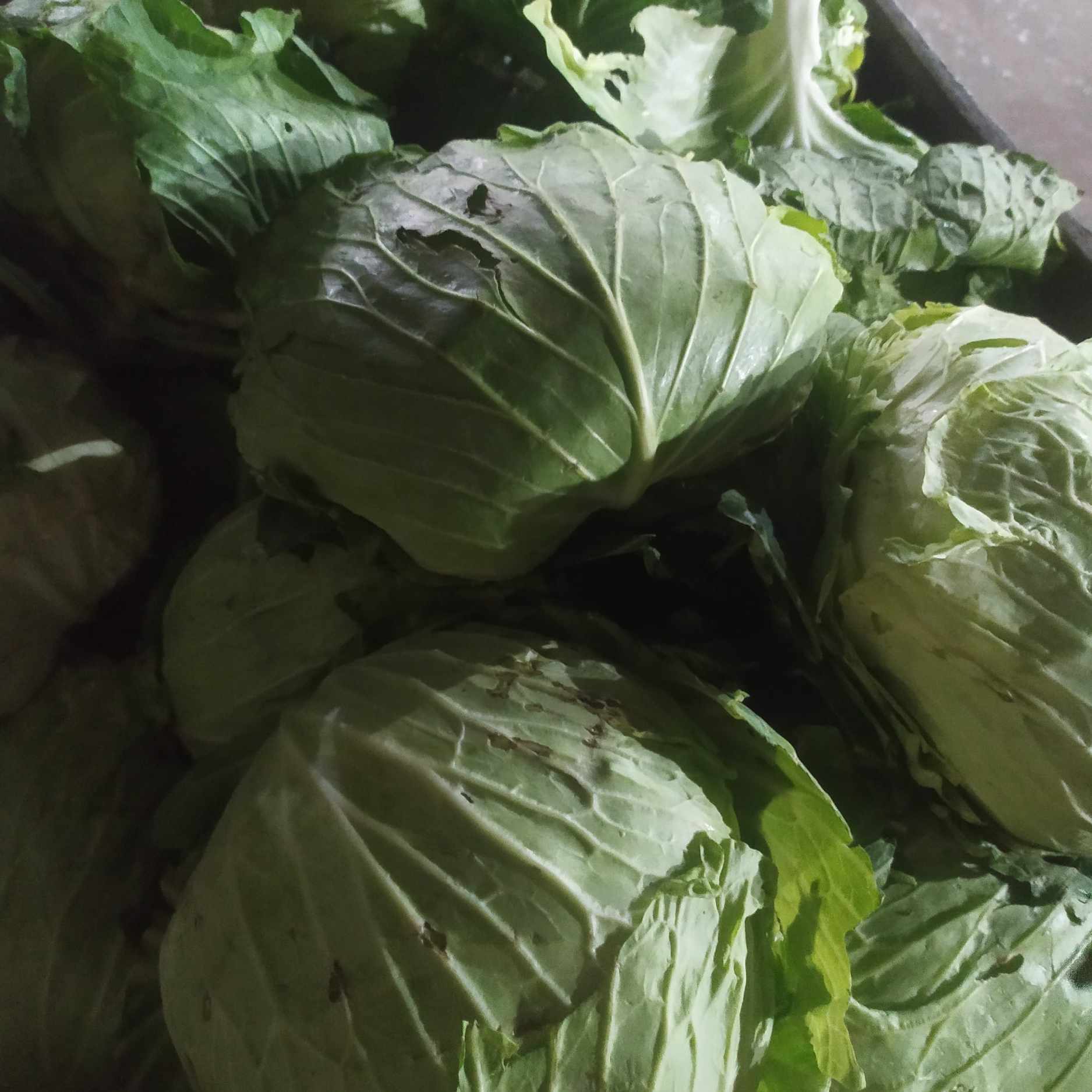 Do Deer Eat Cabbage? - Explore the Best Outdoor Gear, Animal Guides ...