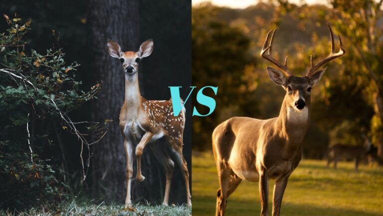 Mule Deer Vs Deer: Unraveling the Battle of the Majestic Grazers ...
