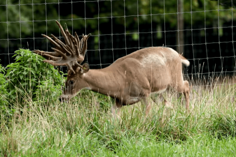 Can Deer Smell Thermacell? Debunking the Myths! - Explore the Best ...
