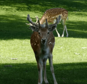 Deer Vs Buck: The Ultimate Clash of Dominance - Explore the Best ...