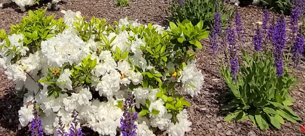 Do Deer Eat Azaleas? - Explore the Best Outdoor Gear, Animal Guides ...