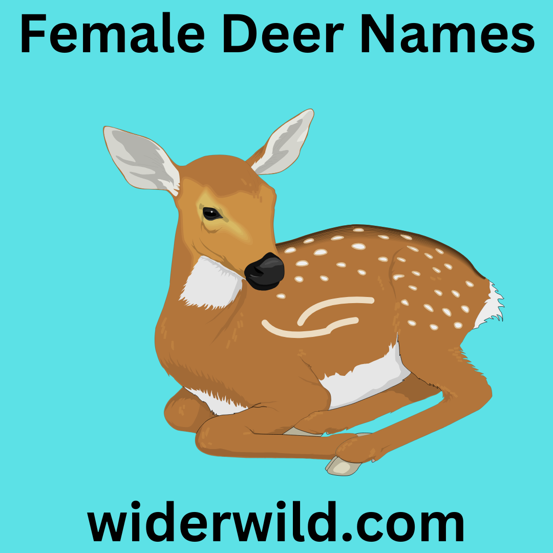 Best Deer Name Generator – Create Unique & Cute Deer Names - Explore ...