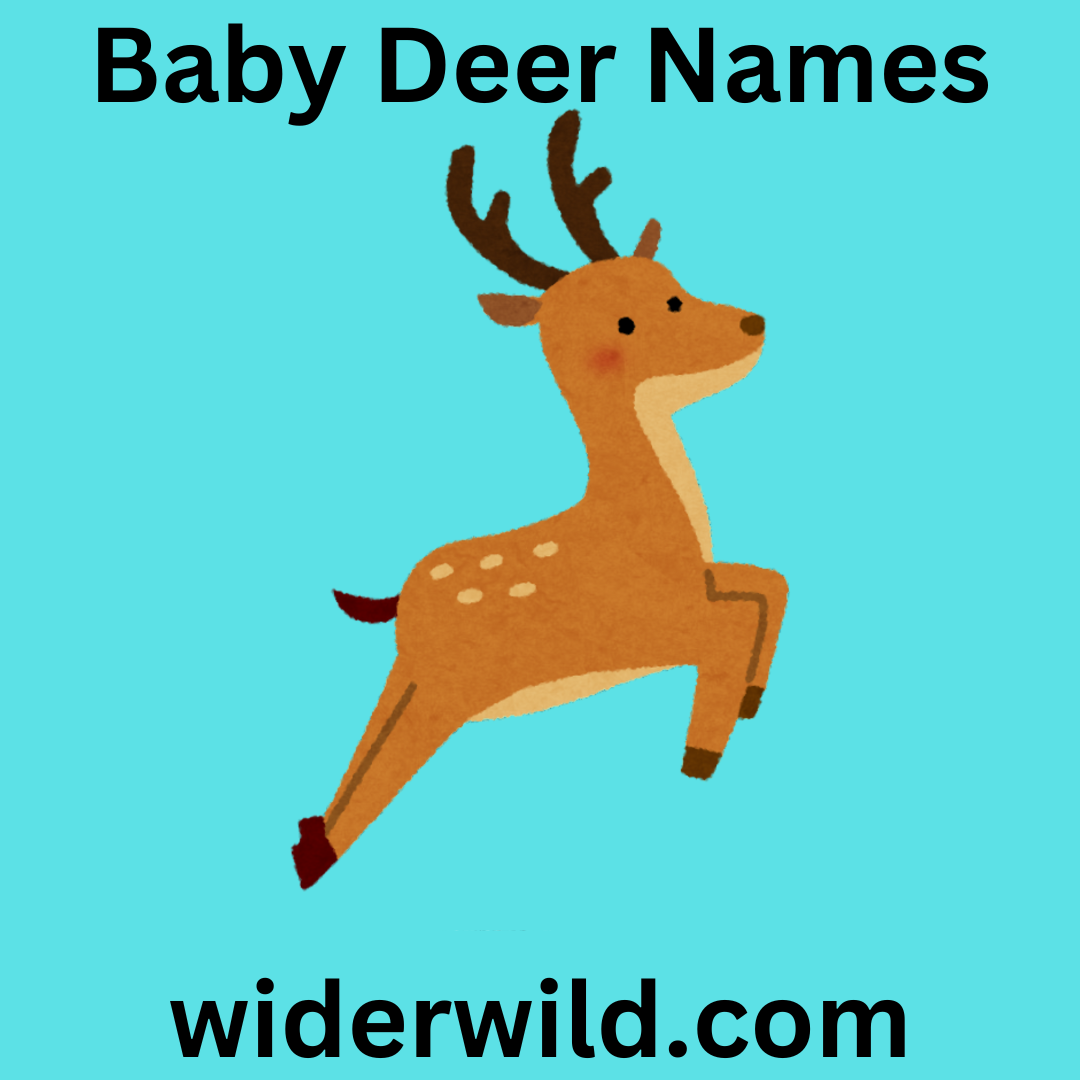Best Deer Name Generator – Create Unique & Cute Deer Names - Explore ...