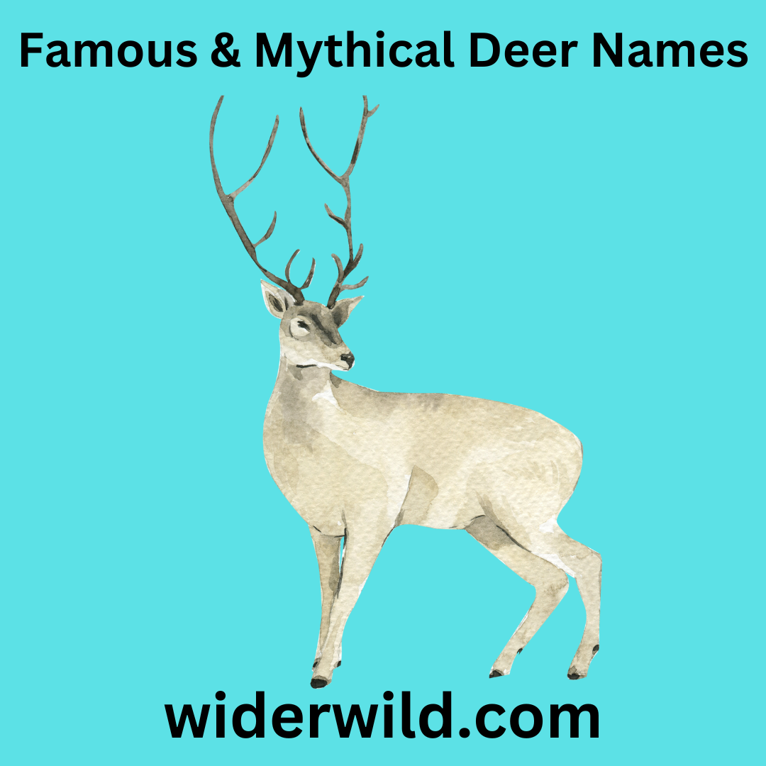 Best Deer Name Generator – Create Unique & Cute Deer Names - Explore ...