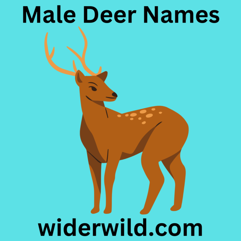 Best Deer Name Generator – Create Unique & Cute Deer Names - Explore ...